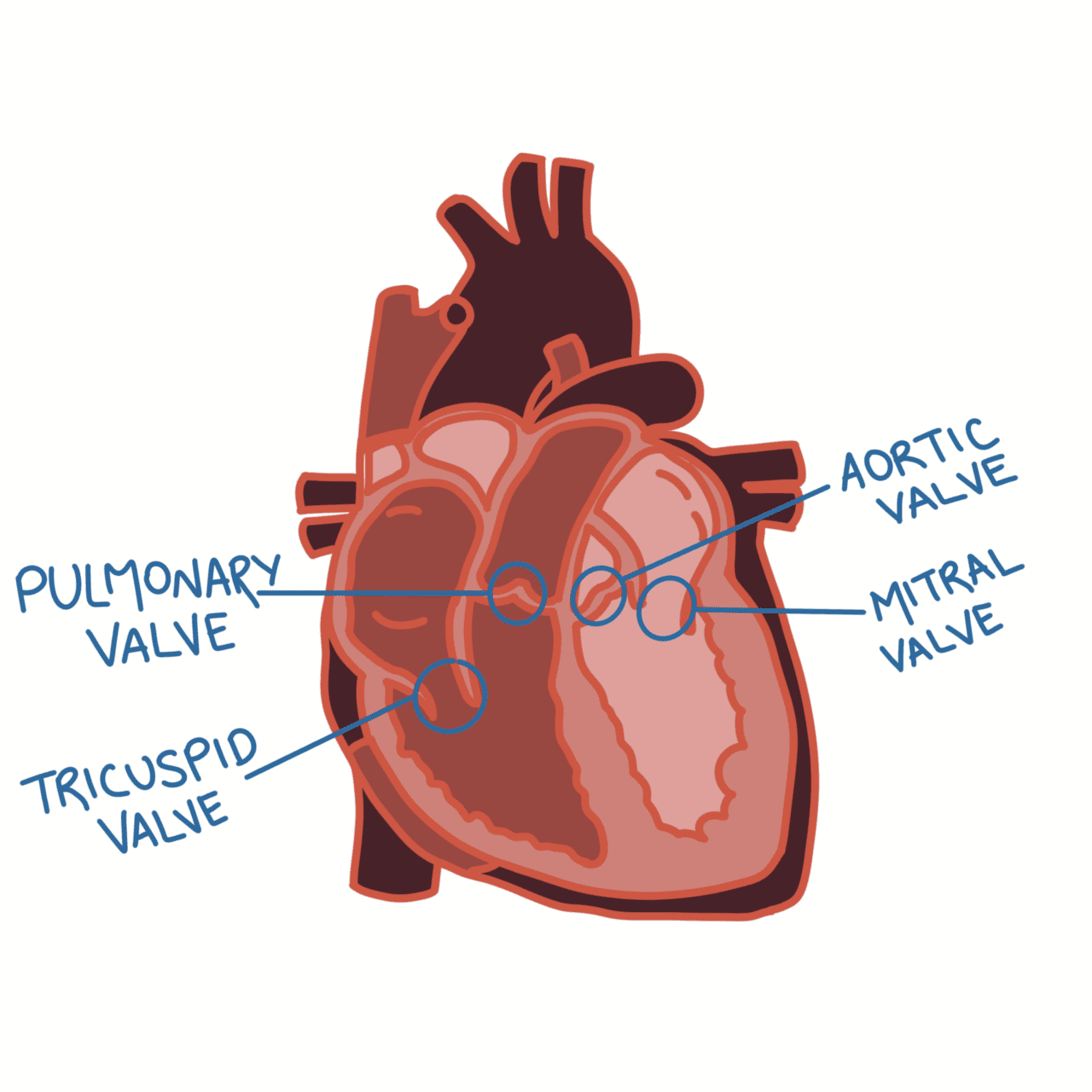 What is ARF and RHD? - HeartKids